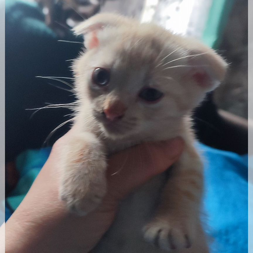 Котёнок от частного владельца