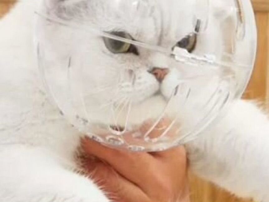 Намордник шлем для кошек