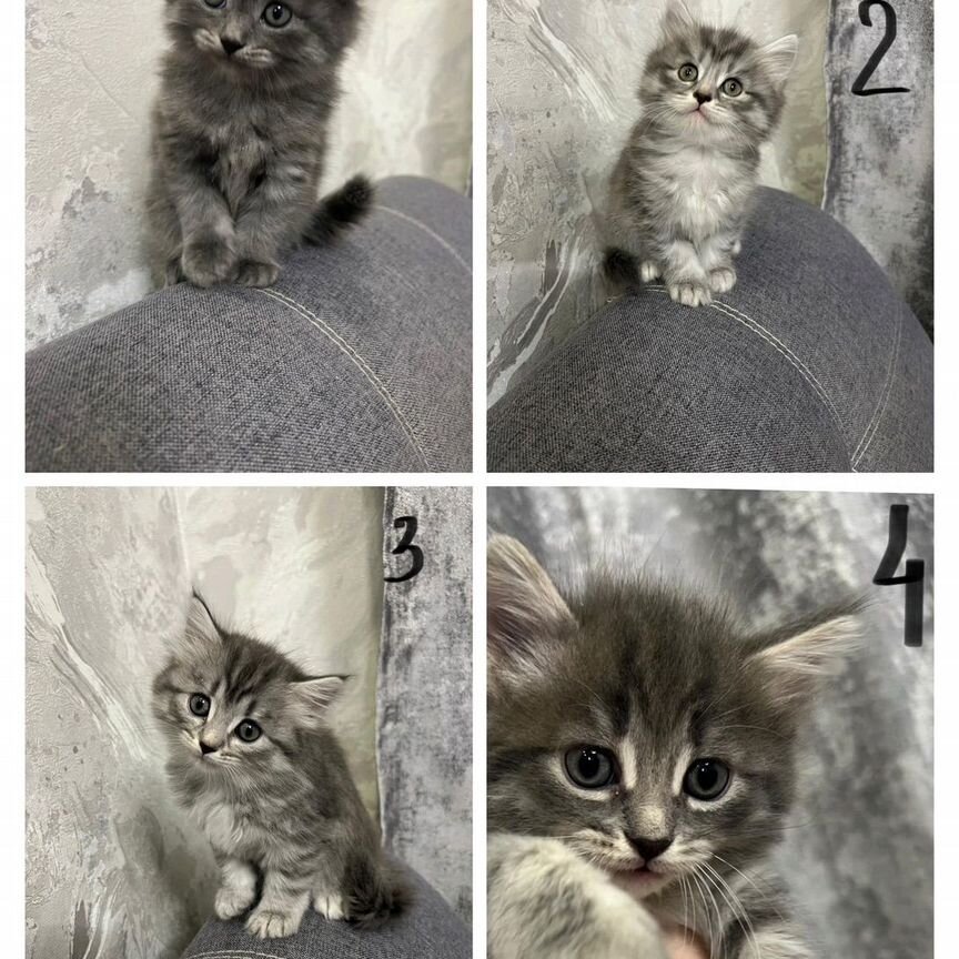 Котята(мать сибирка,отец британец)
