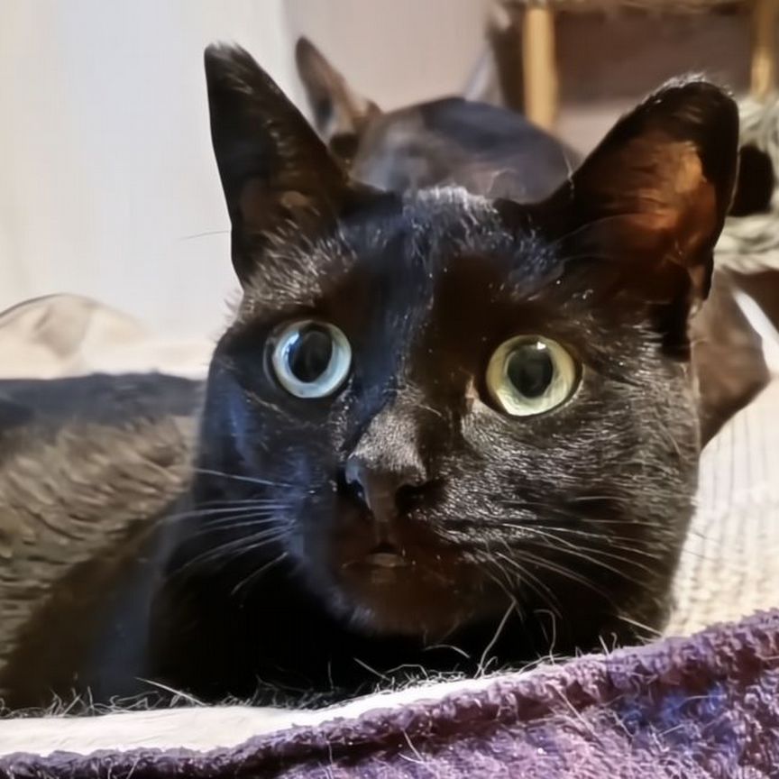 Взрослая, кошка в добрые руки