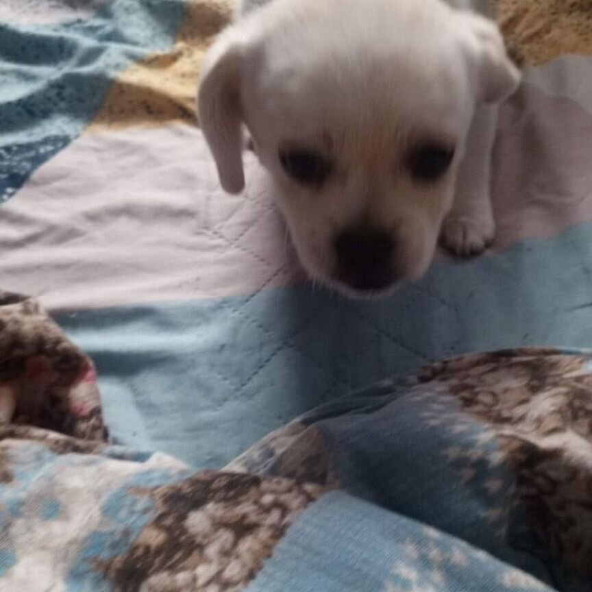 Домашние животные собаки щенки бесплатно