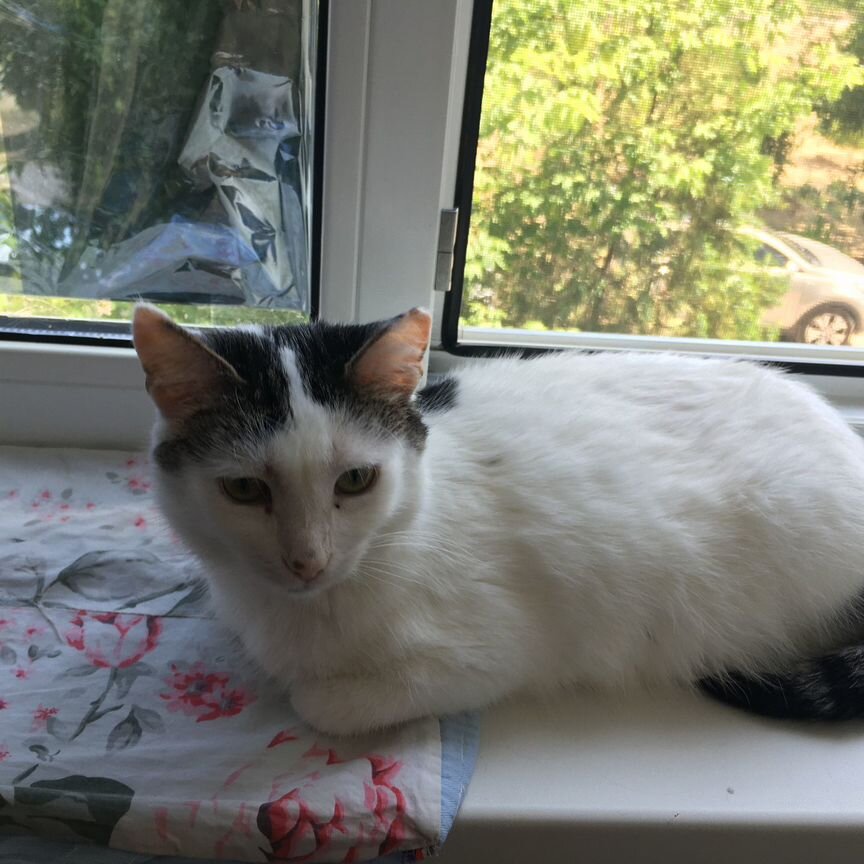 Самая ласковая кошка