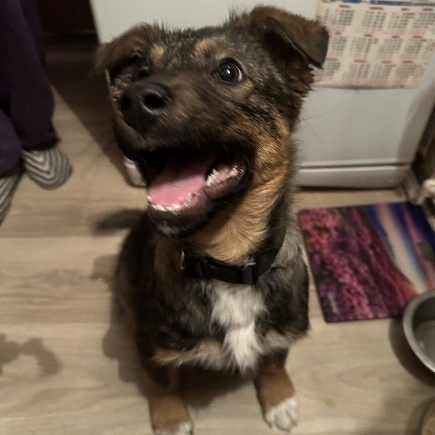 Щенок в добрые руки