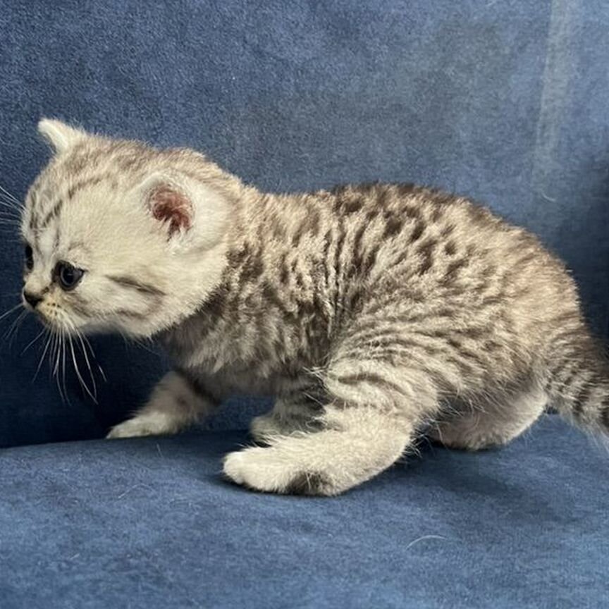 Британский короткошёрстный котёнок