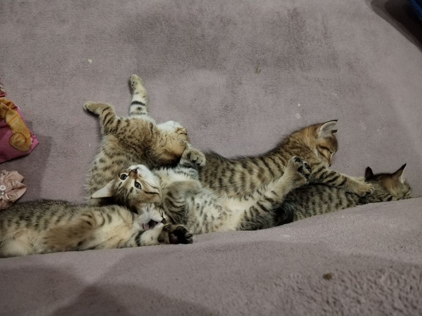 Продажа домашних котят