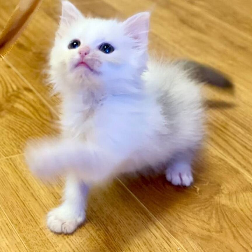 Котёнок в добрые руки