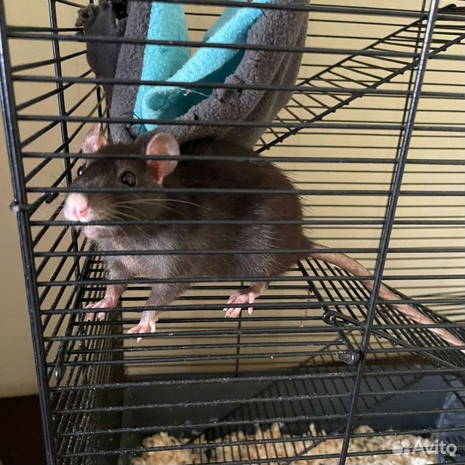 Декоративная крыса с клеткой
