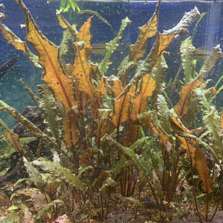 Аквариумные растения