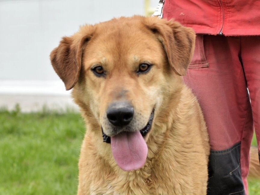 Статный крупный красавец Трой