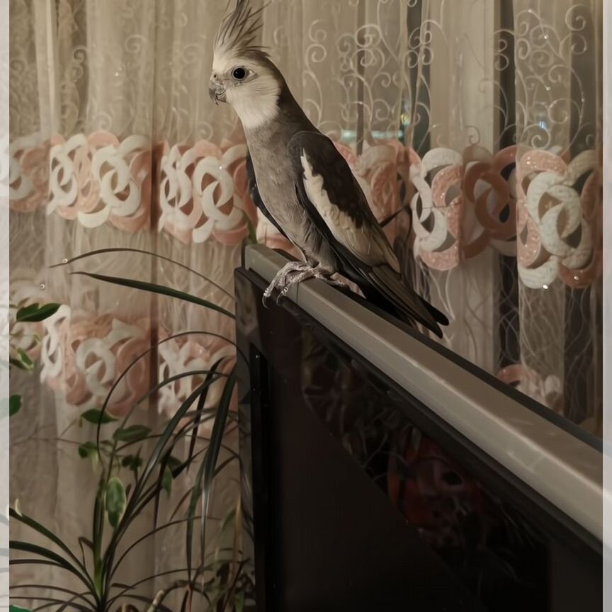 Попугай корелла безщекий