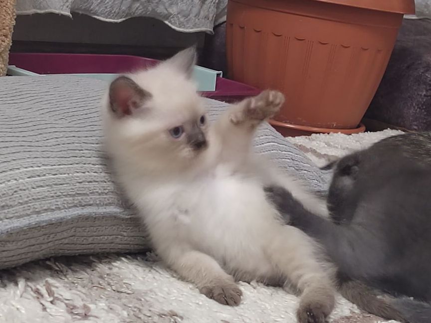 Продам шотландских котят