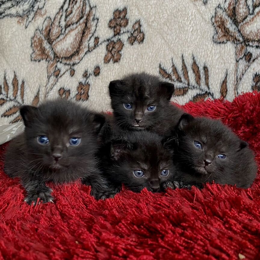 Котята в добрые руки бесплатно