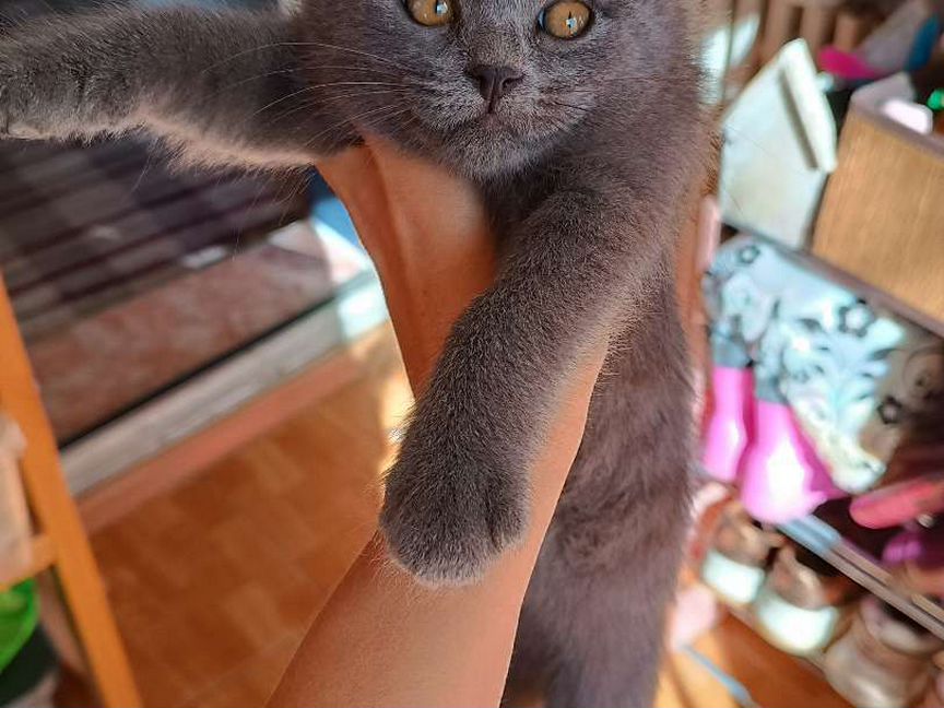 Котенок серый полупородистый