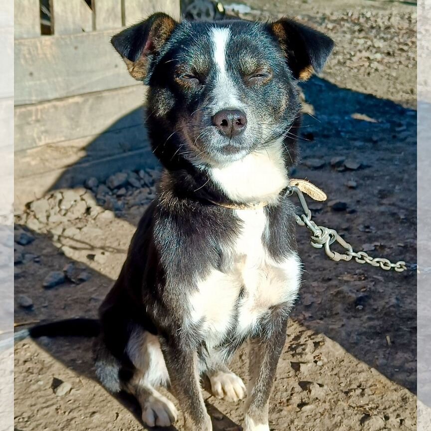 Взрослая собака в добрые руки