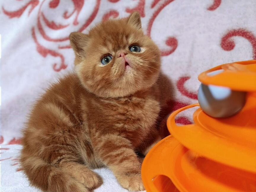 Шикарные экзотические короткошерстные котята