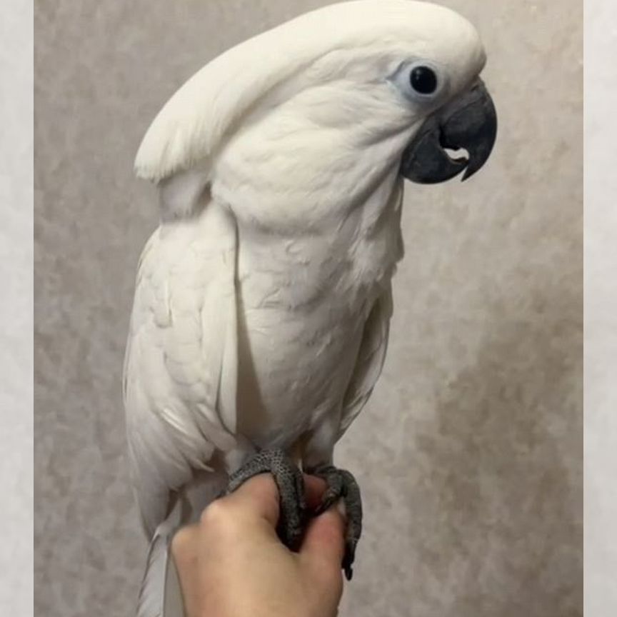 Выкормыш какаду альба птенец