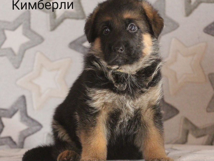 Немецкая овчарка