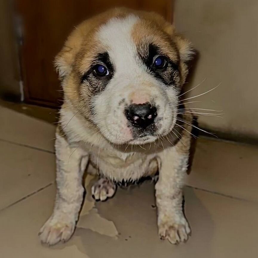 Среднеазиатская овчарка, щенок