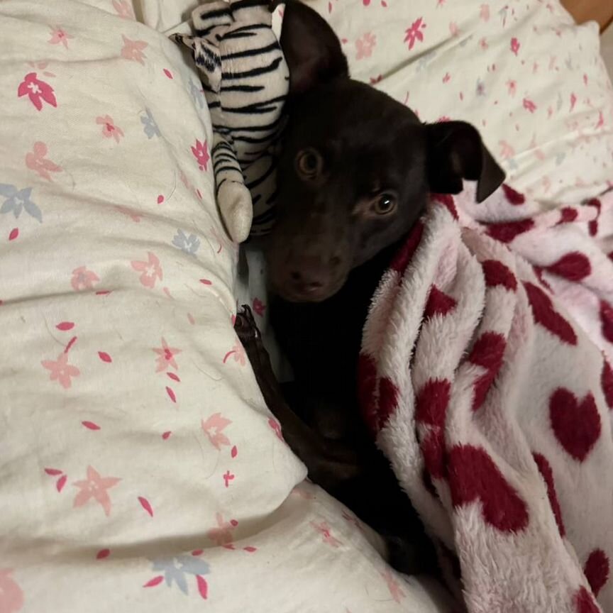 Русский той-терьер, щенок