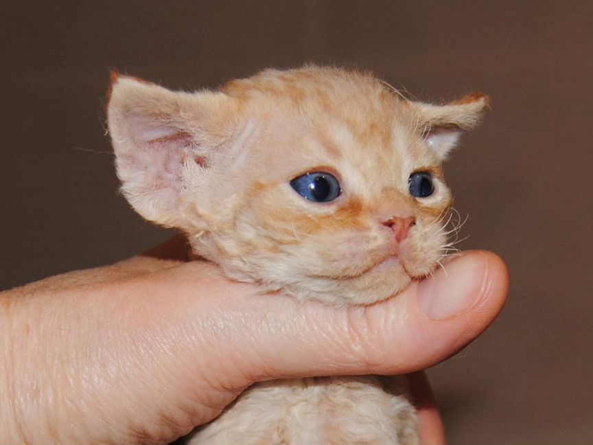 Девон-рекс мальчи