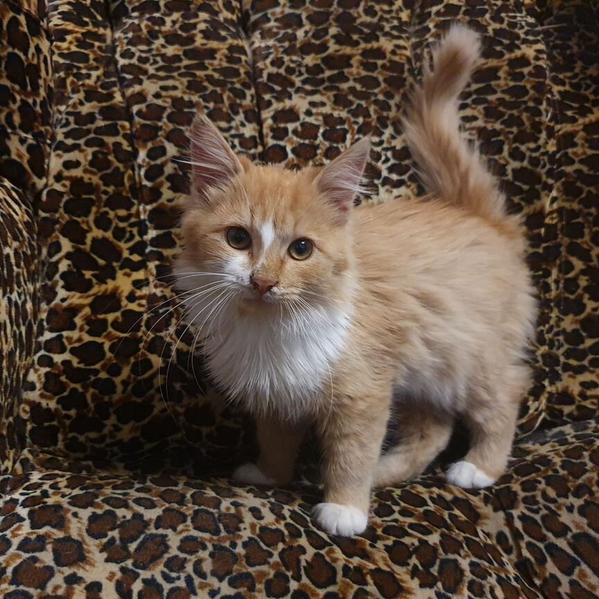Кошки