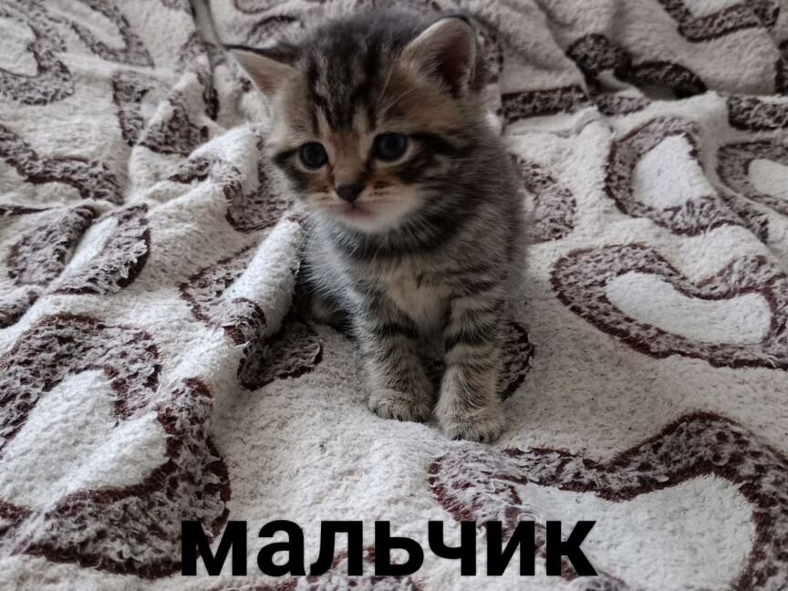 Шотландская