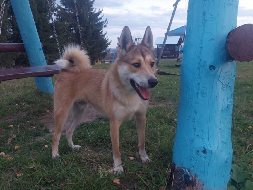 Западно сибирская лайка