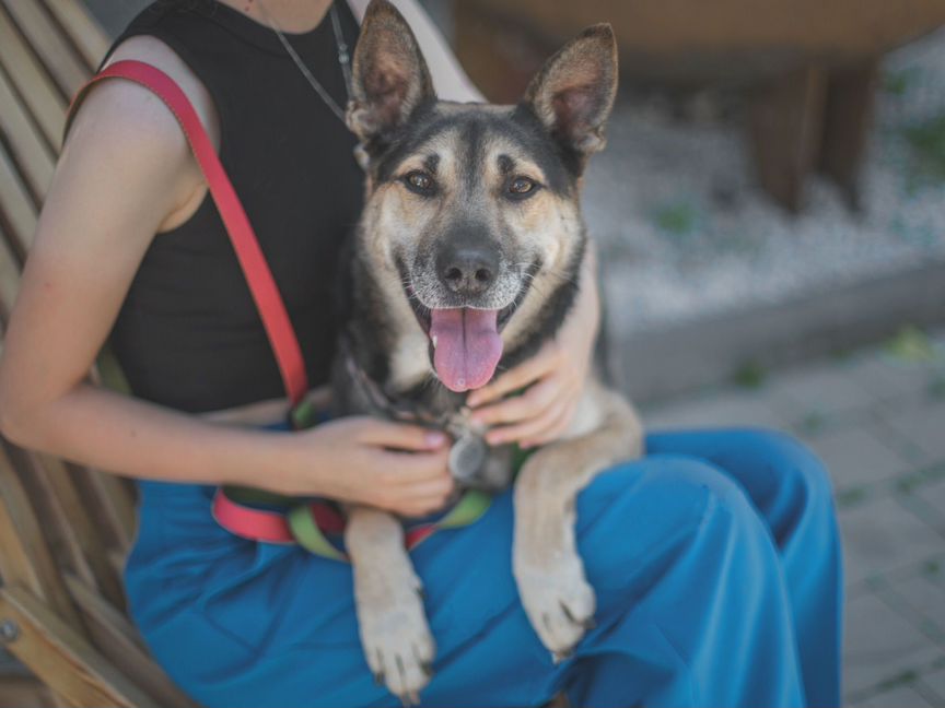 Собака Боб в добрые руки