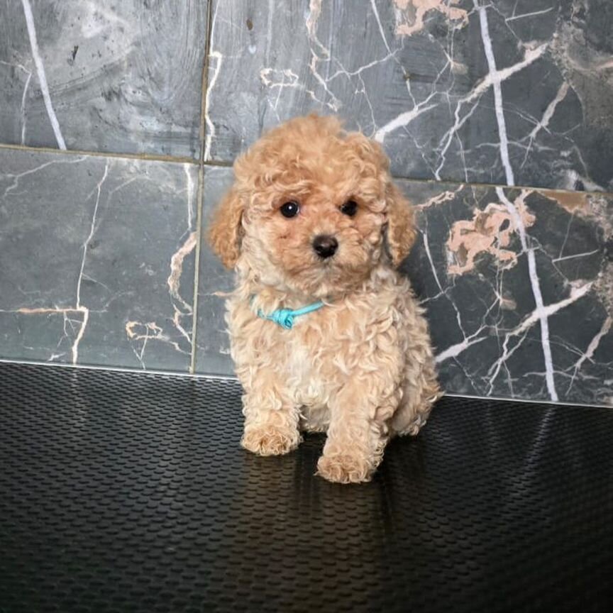 Пушон (Цветной бишон) мальчик