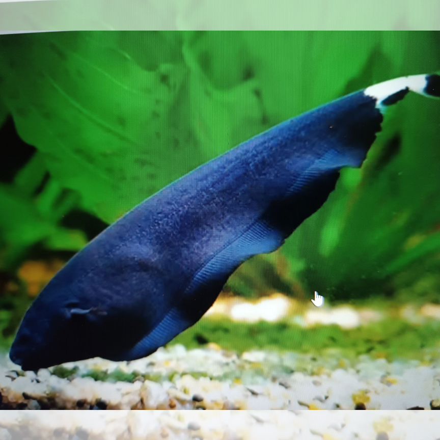 Рыба в аквариум