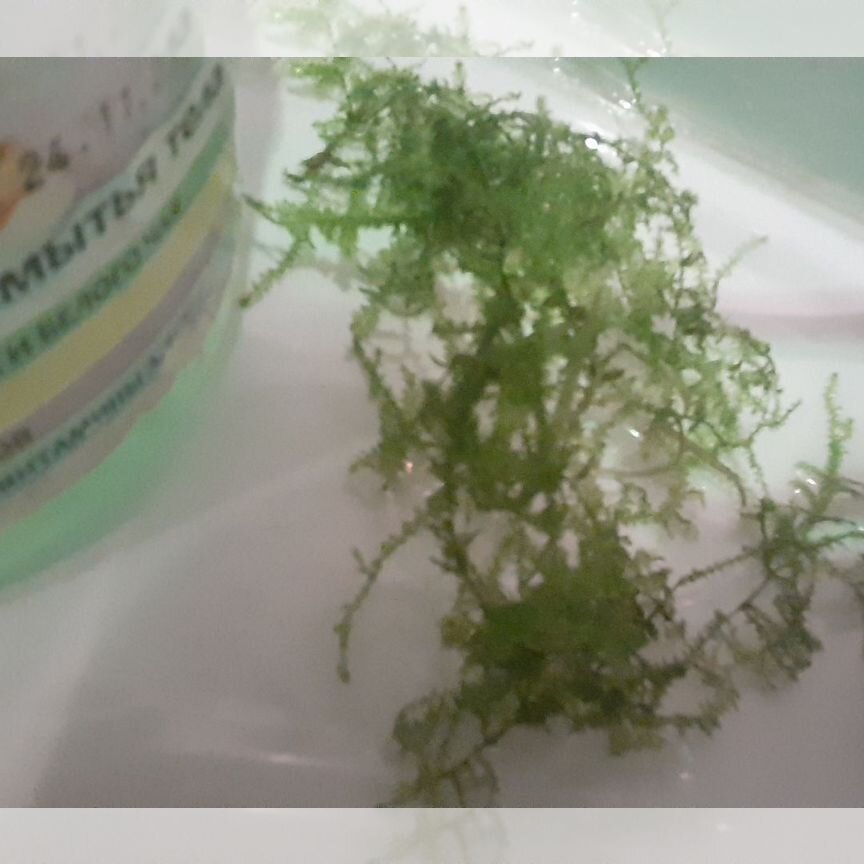 Прополка валесснерии и мох Рождественский немного