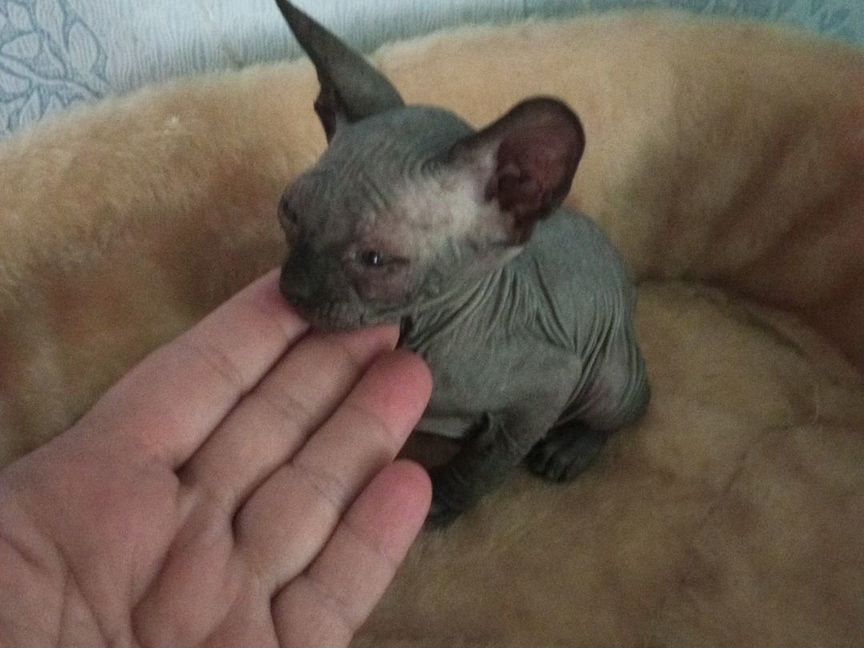 Котята сфинкс