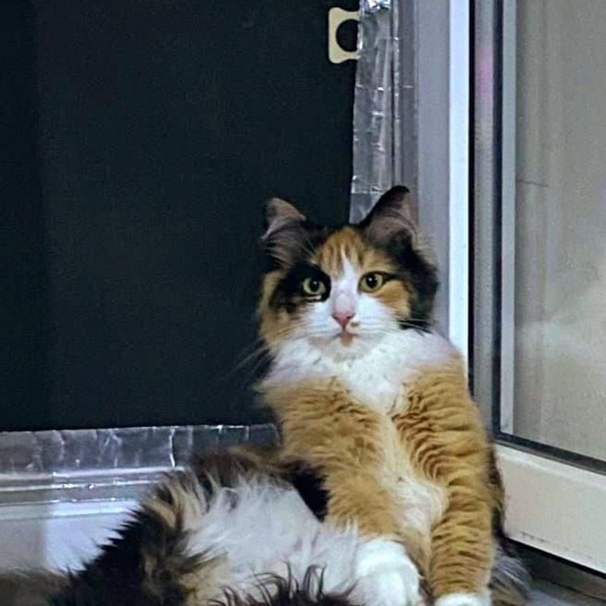 Зеленоглазая красавица Ева в дар