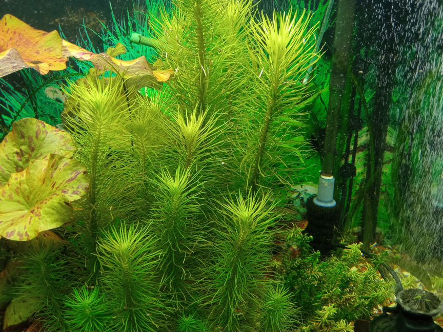 Аквариумные растения