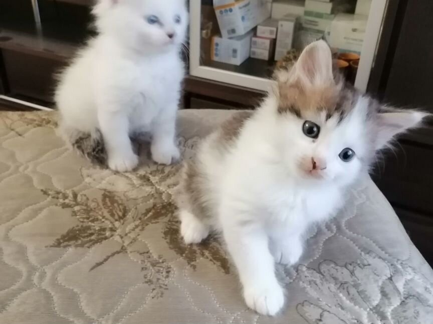Отдам в добрые руки