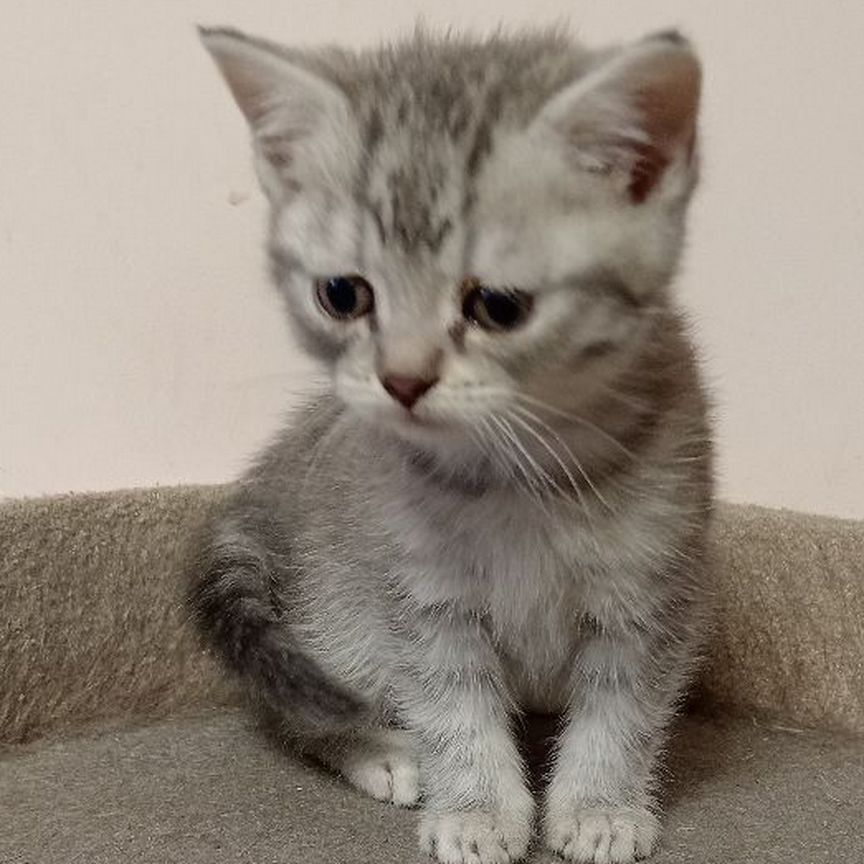 Британский короткошёрстный котёнок