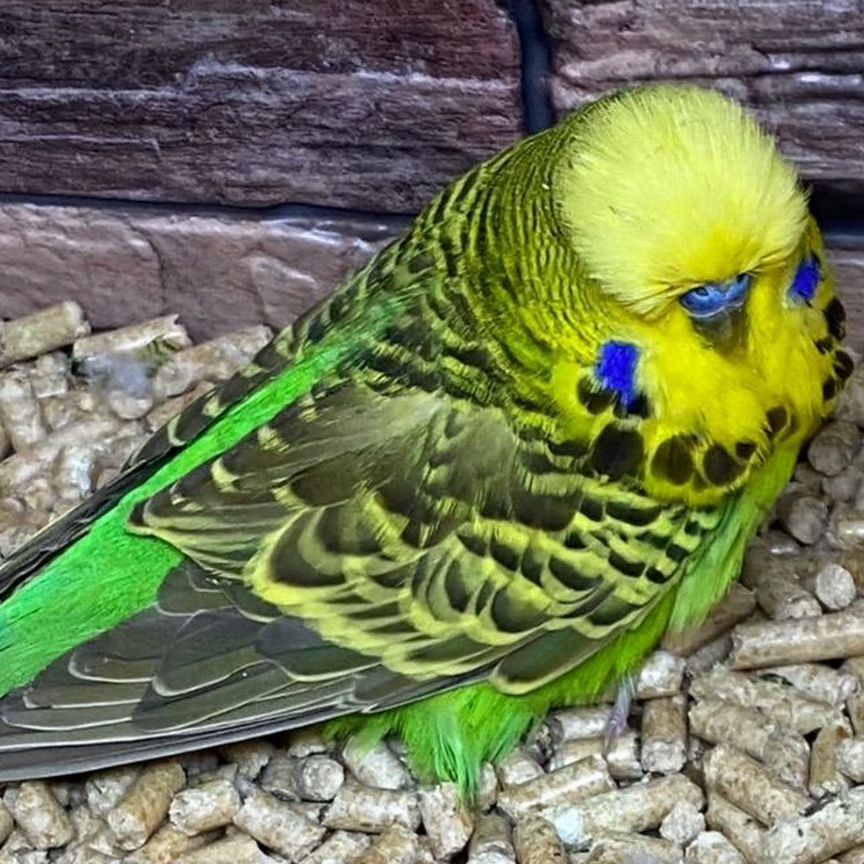 Выставочный волнистый попугай. самец