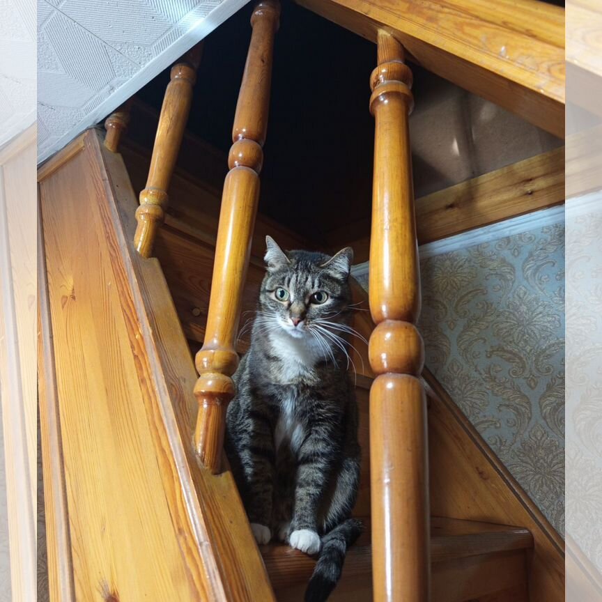 Взрослая, кошка в добрые руки