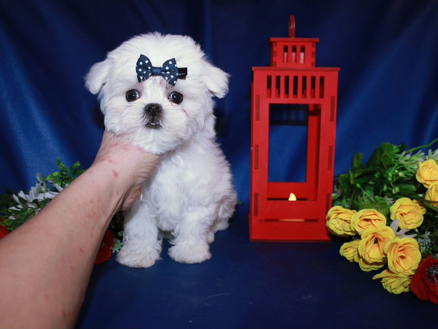 Кукольный мальчик мальтезе 2 мес С документами