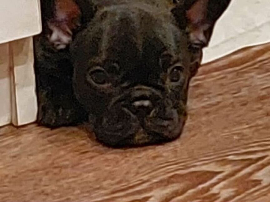 Французский бульдог девочка