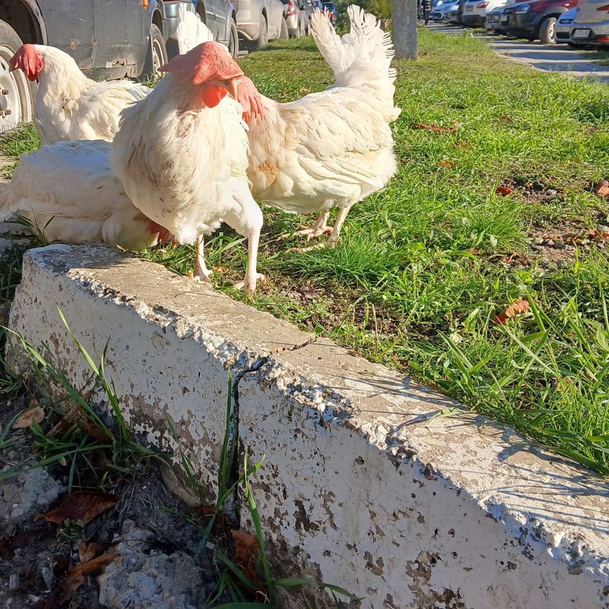 Продажа кур несушек в крыму