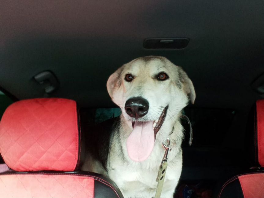 Молодая собака