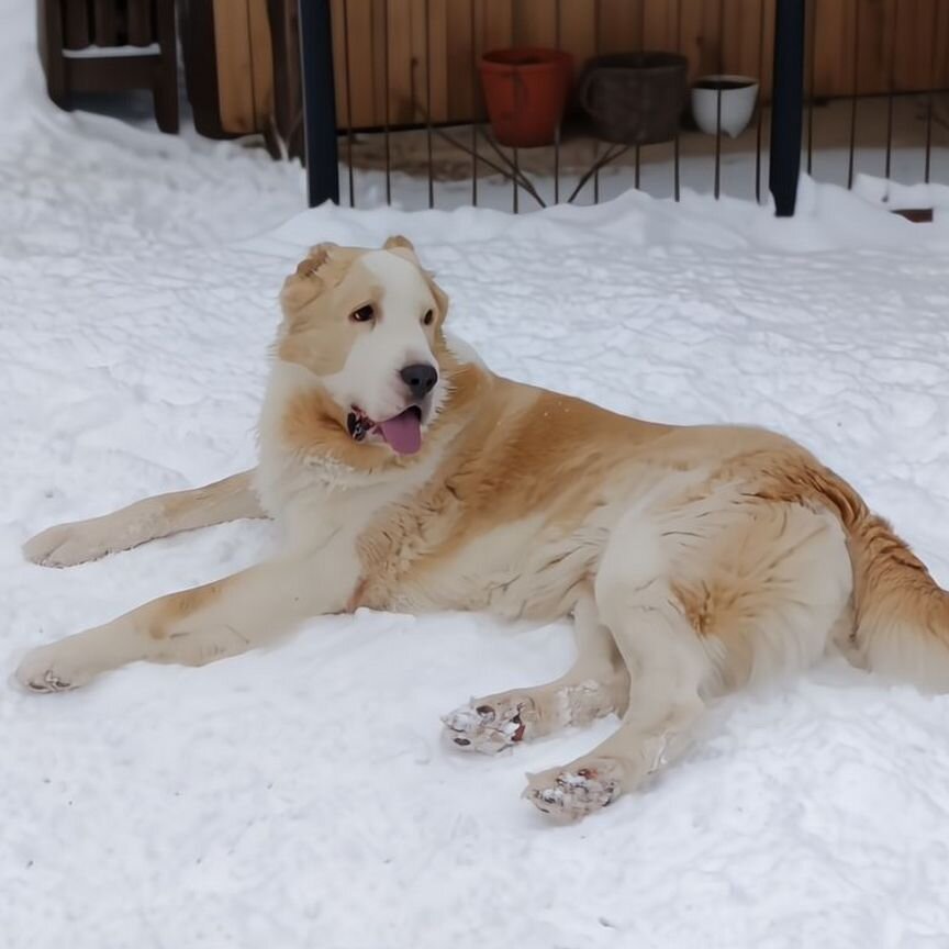 Среднеазиатская овчарка, взрослый пёс