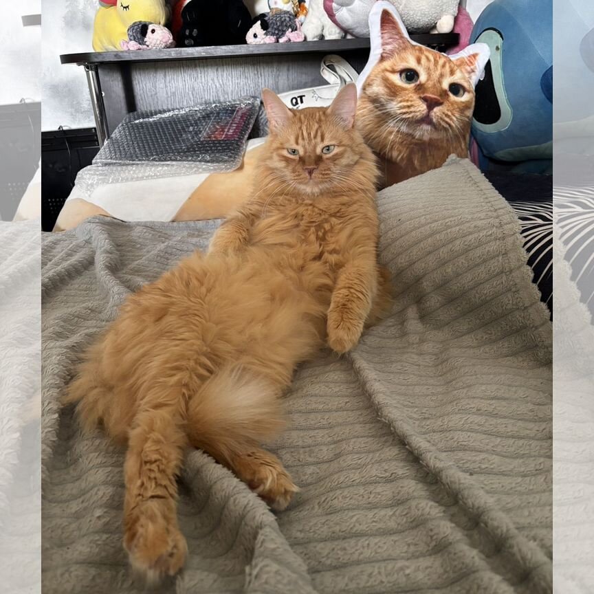 Кот антистресс (подписка на кота)