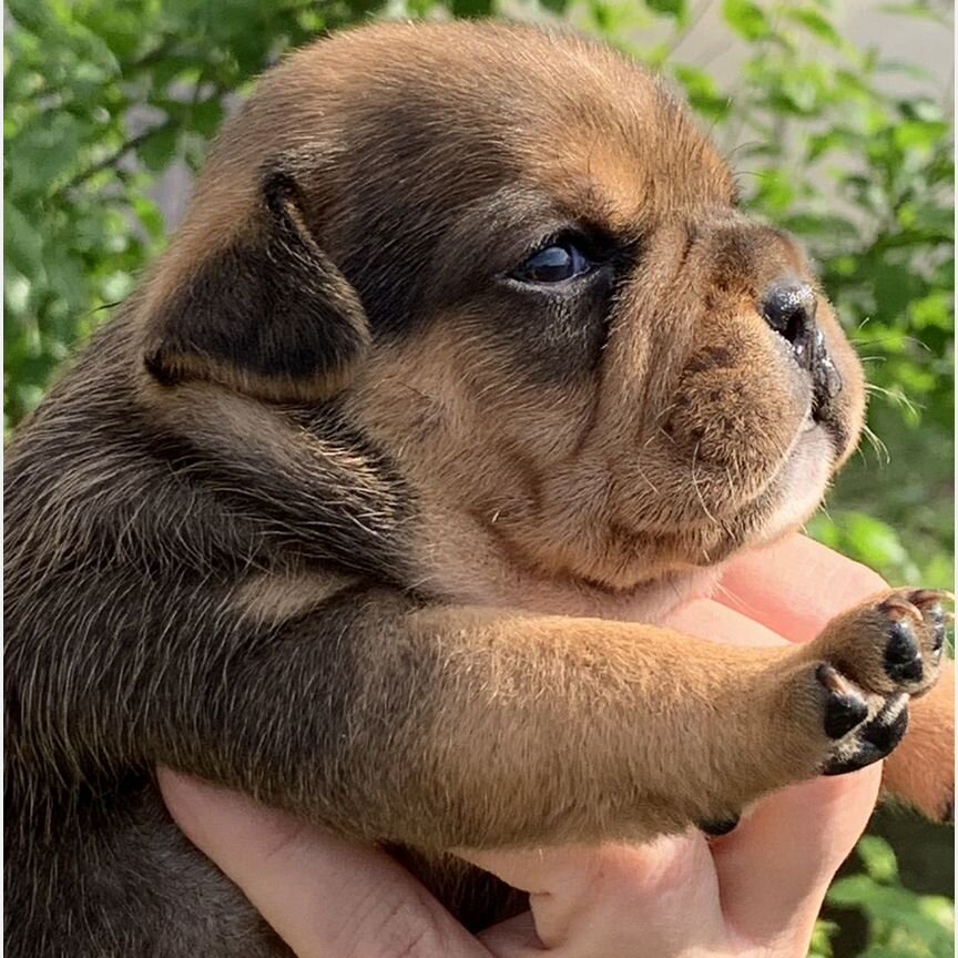 Коди дог бульдог булли