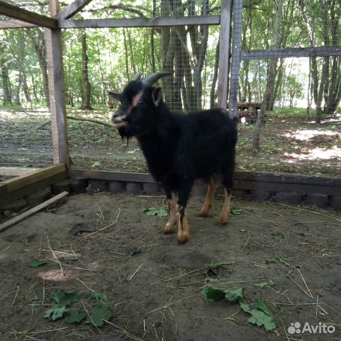 Карликовый камерунский козлик