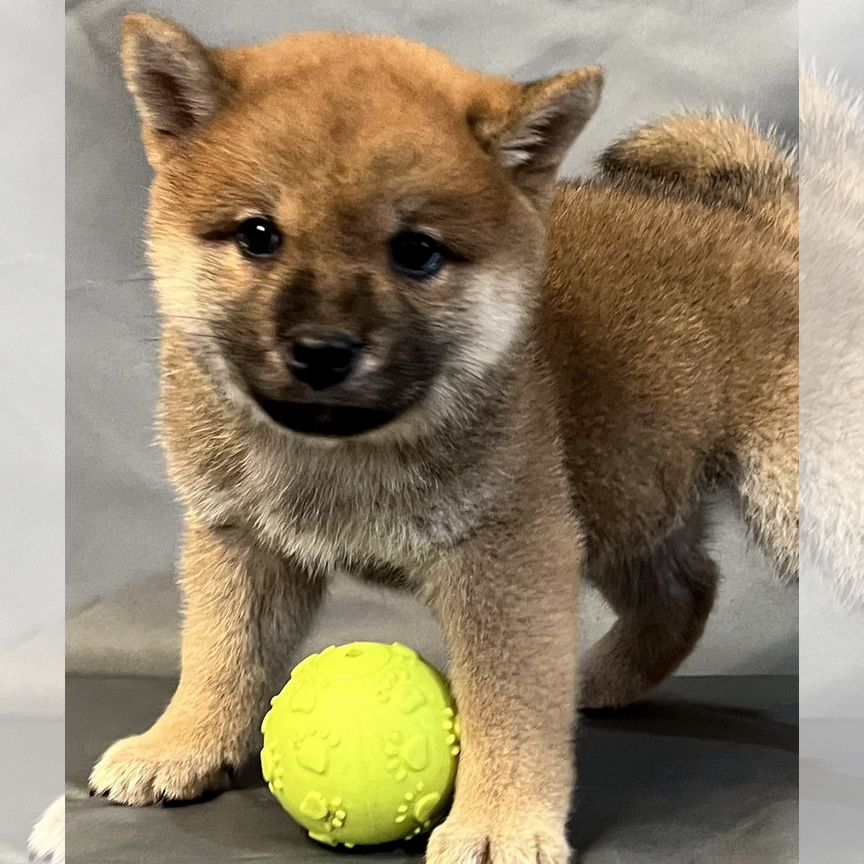 Сиба-ину, щенок