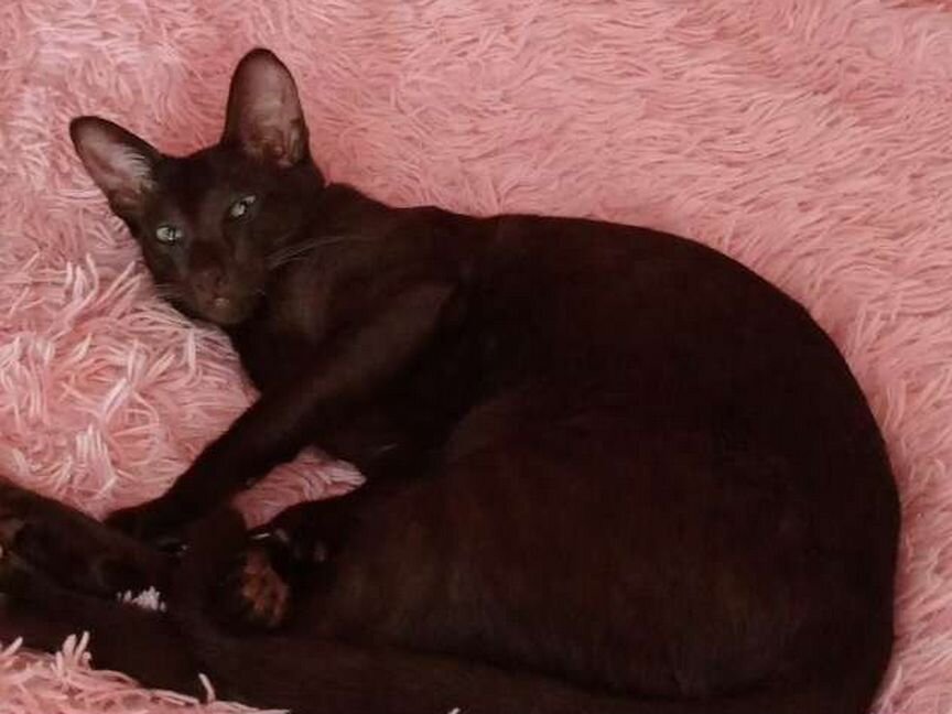 Ориентальные котята