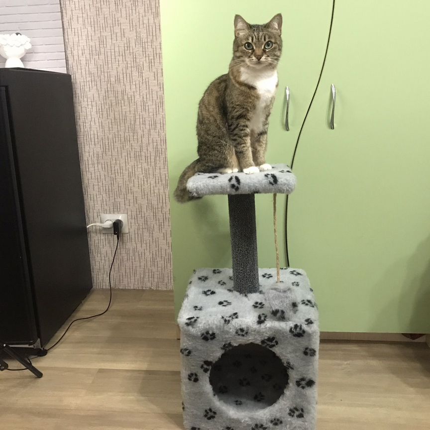 Домик для кошки с когтеточкой игрушка в подарок