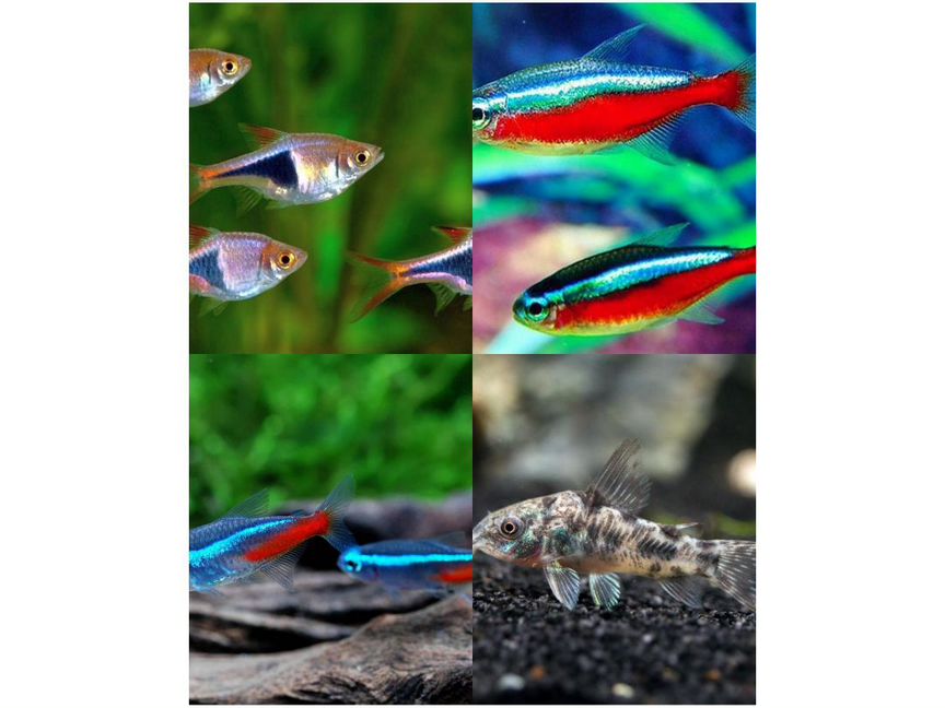 Рыбки большими наборами